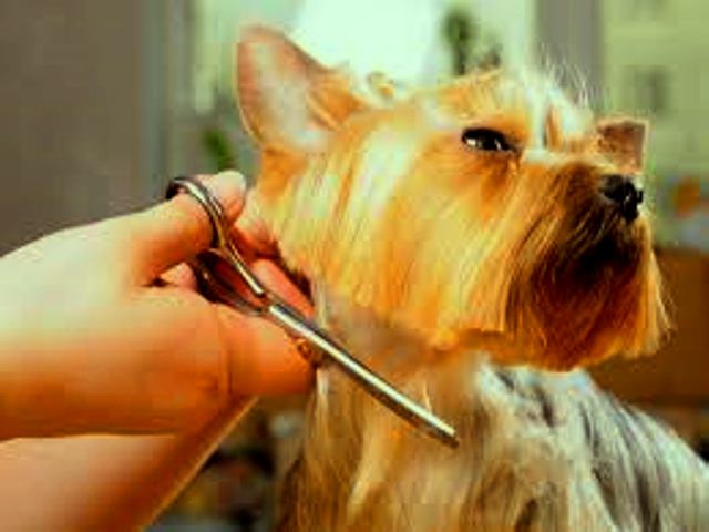 Comprehensive Pet Grooming Guide: Expert Tips, and Tool
