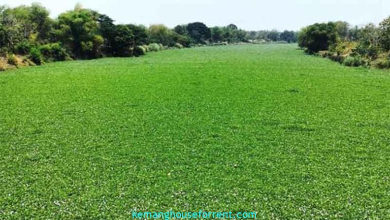 Apakah Tanaman Eceng Gondok Cepat Berkembang Biak? - Kemang House for Rent