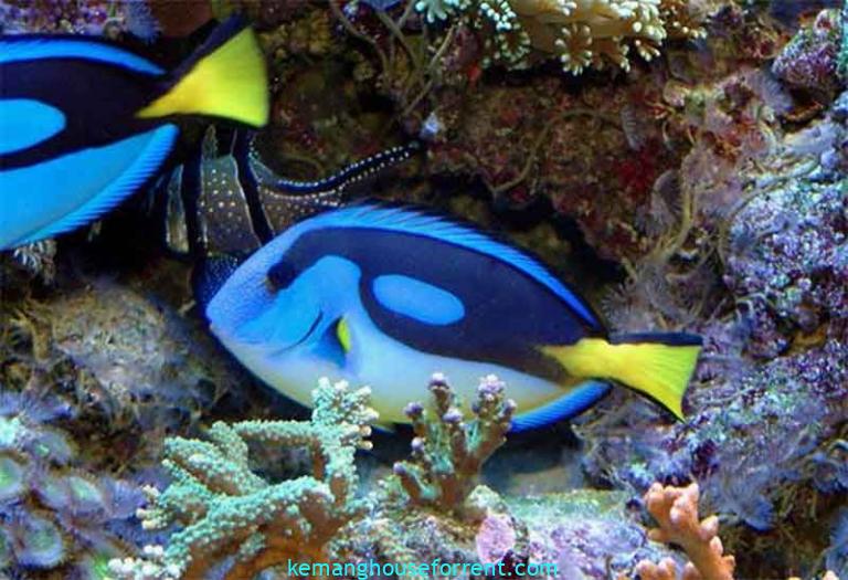 Cara Memelihara Ikan Dori (Letter Six): Panduan Lengkap untuk Pemula ...