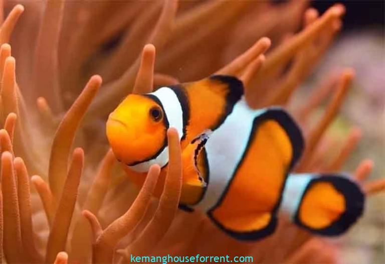 Cara Memelihara Ikan Nemo (Clownfish) untuk Pemula - Kemang House for Rent