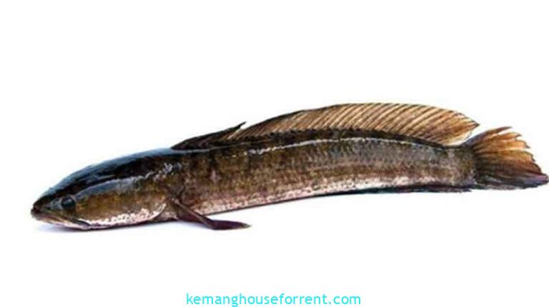 Cara Memelihara Ikan Gabus Agar Cepat Besar - Kemang House for Rent