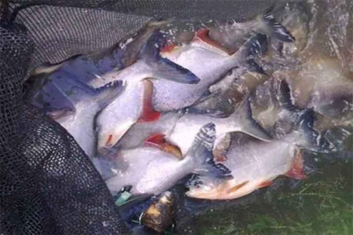 Umpan Ikan Bawal Malam Hari: Rahasia Jitu Agar Strike Terus! - Kemang ...