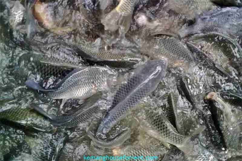 Resep Umpan Mancing Ikan Mas Pakai Pelet yang Ampuh dan Jitu - Kemang ...