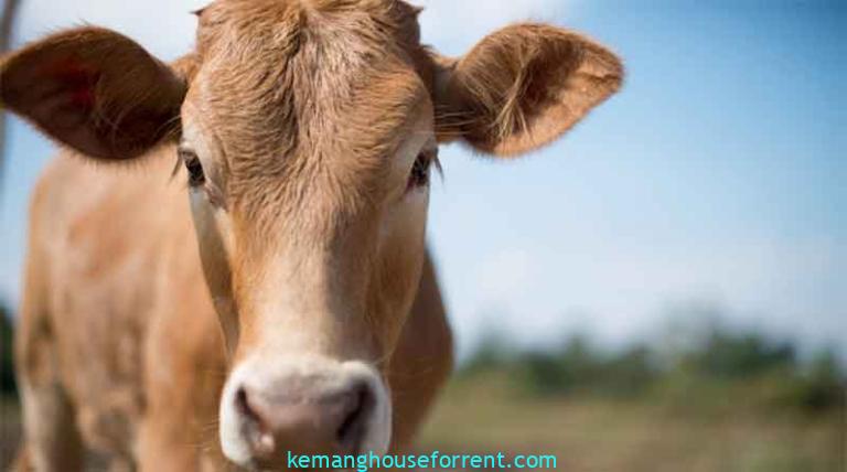 Cara Memelihara Organ Peredaran Darah Sapi - Kemang House for Rent